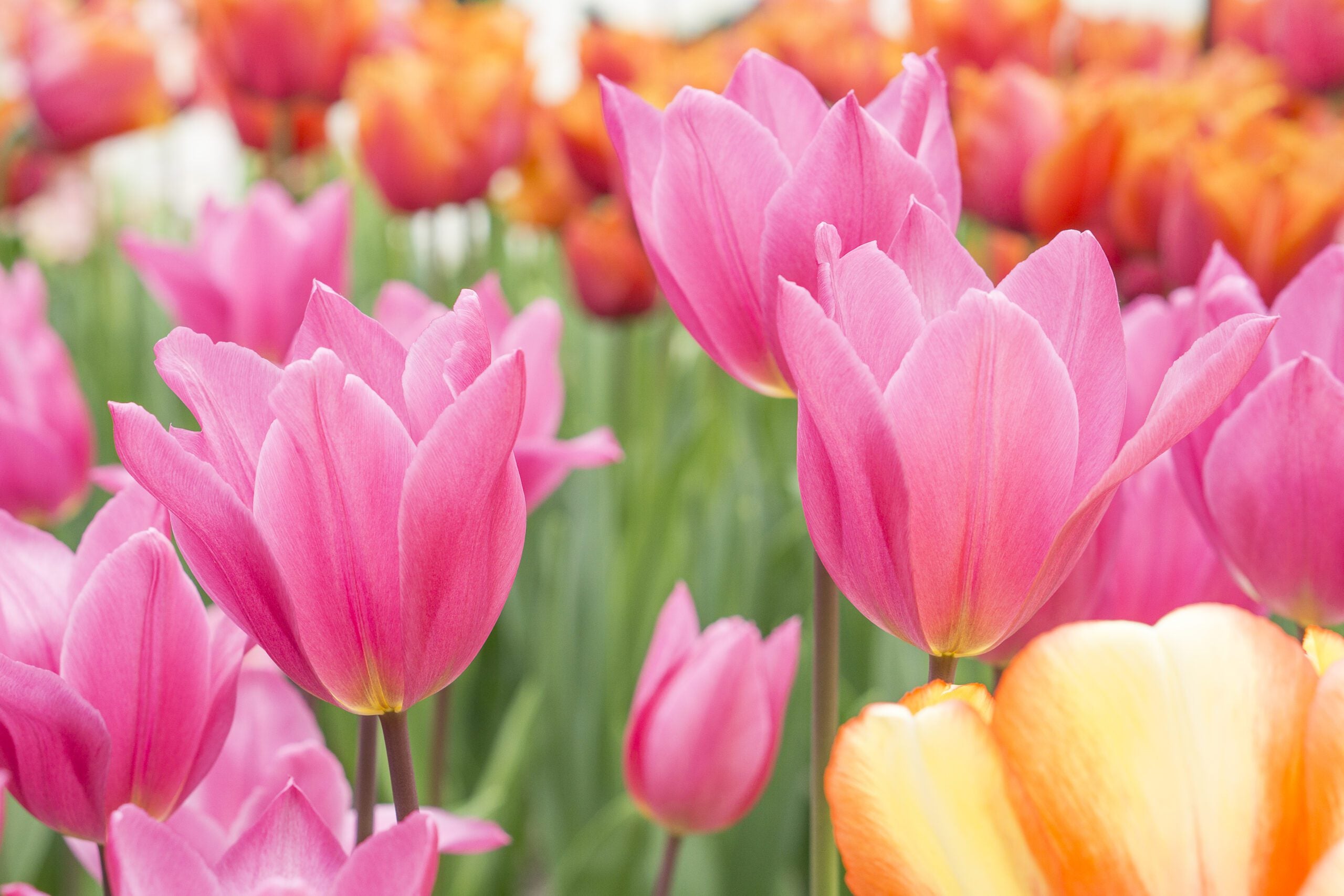 Flower Bulbs – Reems Creek Nursery