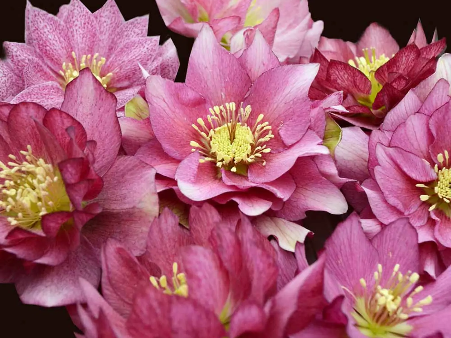 Helleborus - Wedding Party® 'Maid of Honor' – Reems Creek Nursery