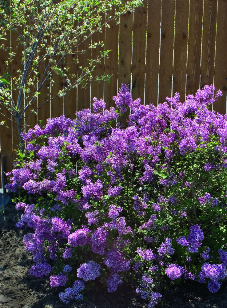 Bloomerang® Dark Purple Lilac (SYRINGA X BLOOMERANG® DK PURPLE) - 1 ga ...
